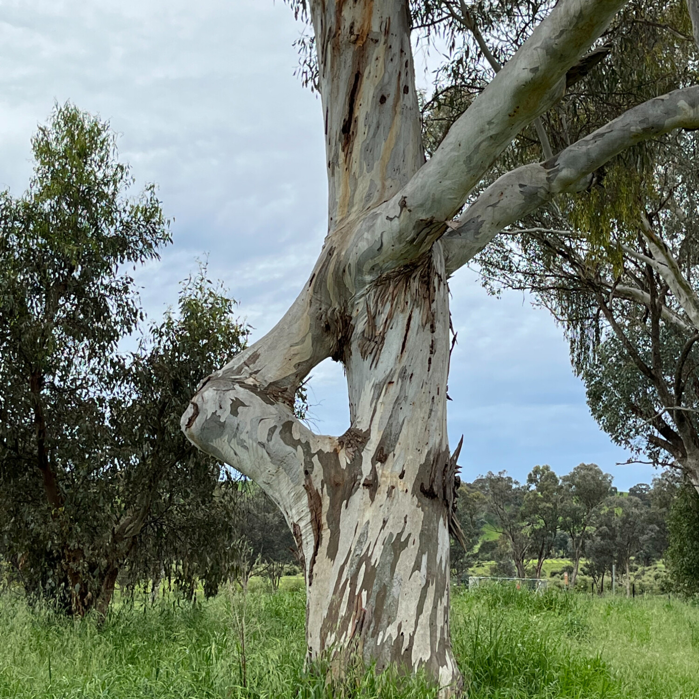 Aboriginal Ring Tree Introduction - Tales from Toastmasters - Podcast.co